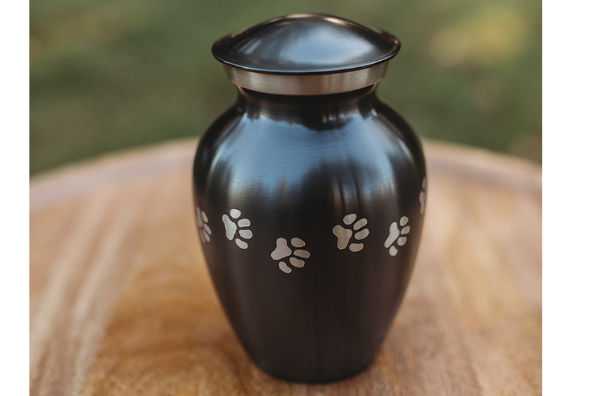 Classic Paw Collection – From Paws To Wings