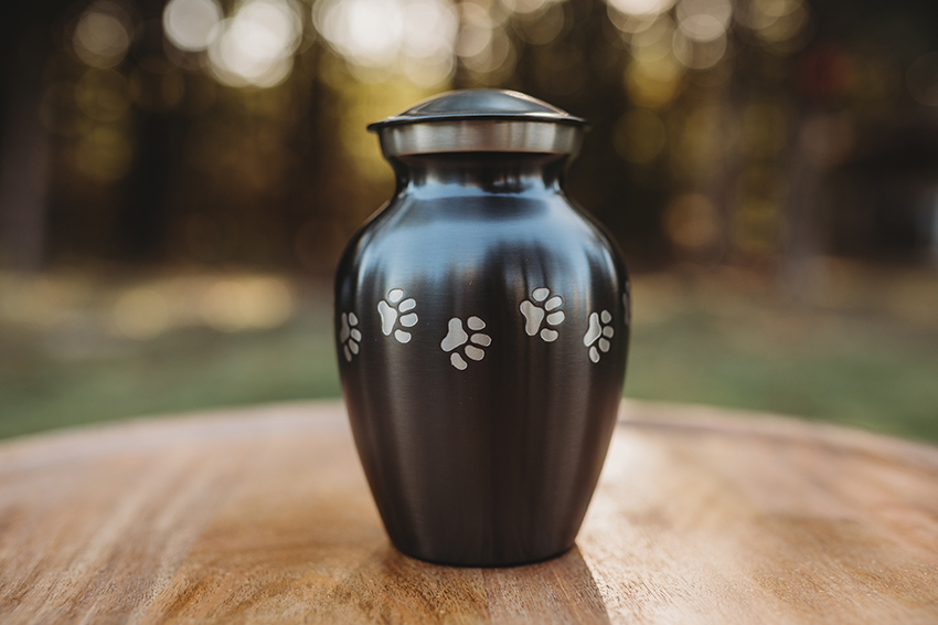 Classic Paw Collection – From Paws To Wings